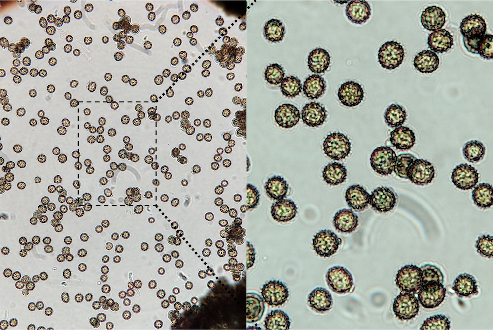 Ustilago Maydis - Bonito Lab