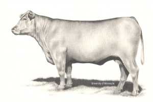 Body condition scoring for beef cattle - Beef