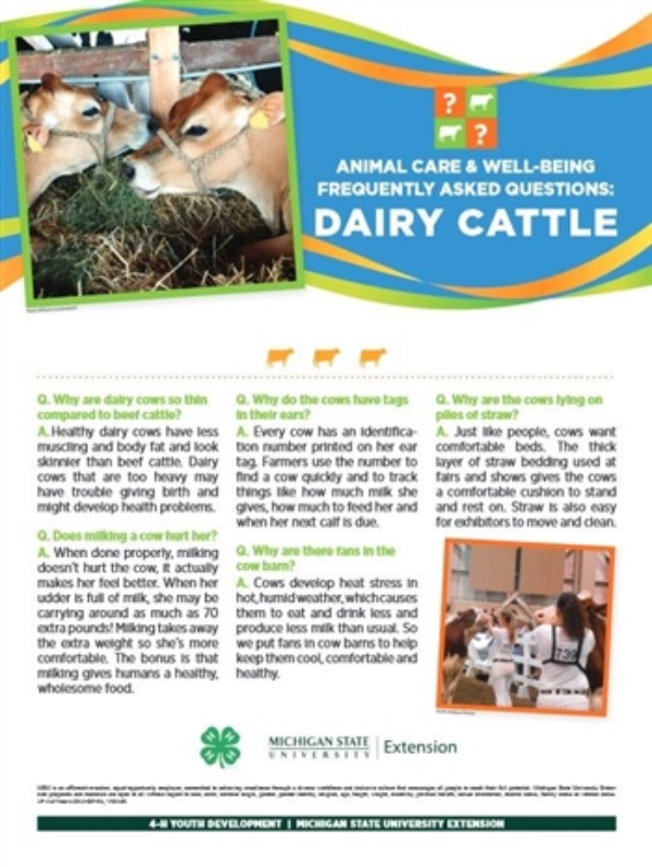 4-H Animal Care & Well-Being Poster - Dairy Cattle 4H1714 - MSU Extension