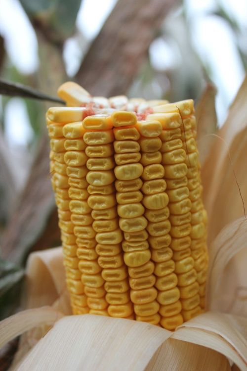 MSU resources to estimate corn maturity date and accurately determine ...