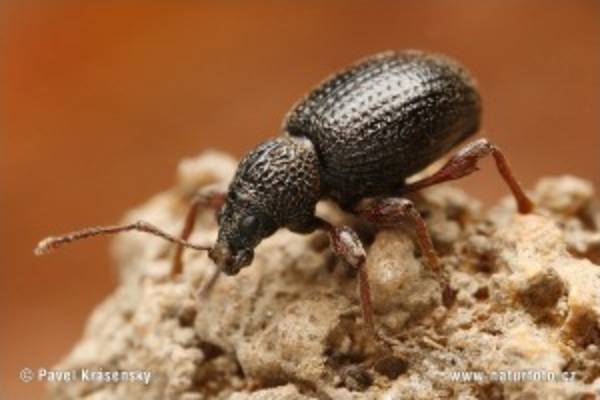 Strawberry root weevil - Plant & Pest Diagnostics