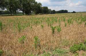 Weed Management - Drought Resources
