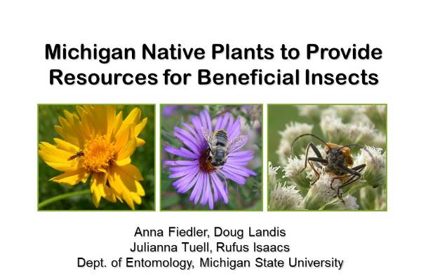 Michigan Native Plants to Provide Resources for Beneficial Insects ...