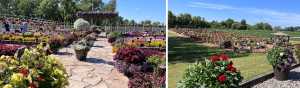Featured Four: Favorites from Mast Young Plants Trial Garden ...