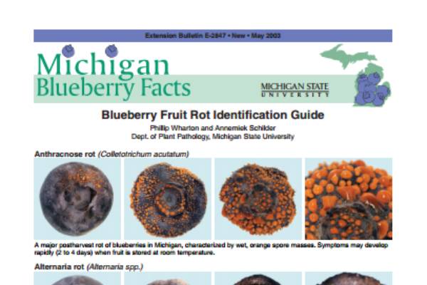 Michigan Blueberry Facts: Fruit Rot Identification Guide - Blueberries