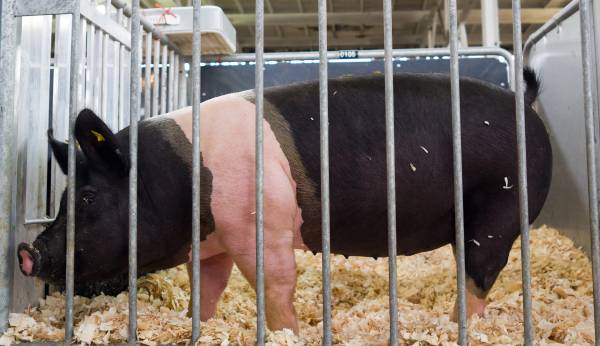 What to know about official identification for exhibition swine in 2021 ...