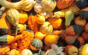 How to Grow Pumpkin and Squash - MSU Extension