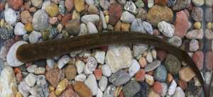 MSU at forefront of sea lamprey eradication efforts - AgBioResearch