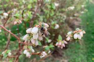 Southwest Michigan fruit update – April 30, 2024 - Fruit & Nuts