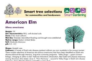 American Elm - Gardening in Michigan