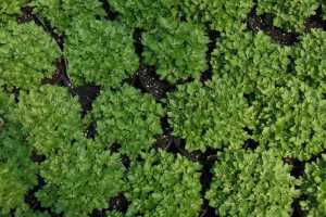 Navigating temperature and timing challenges in garden mum production ...