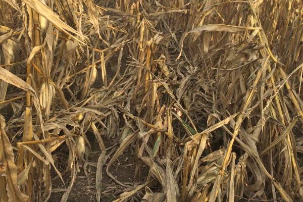 Check your southern Michigan corn fields for tar spot, lodged corn and ...