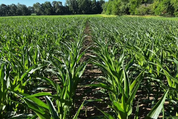Southwest Michigan field crops update – June 23, 2022 - Field Crops