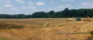 Southwest Michigan field crops update – July 17, 2025 - Field Crops