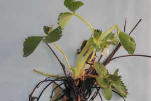 Strawberry root rot fact sheet now available - Berries