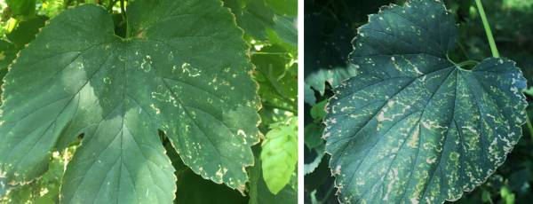 MSU Plant & Pest Diagnostics provides testing for hop viruses and ...