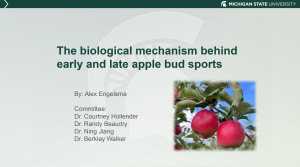 The Biological Mechanism Behind Early and Late Apple Bud Sports - Apples