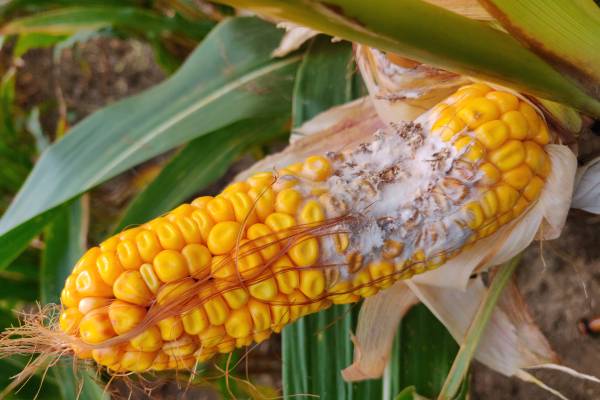 Hybrid Selection and Fungicide Application for Managing Ear Rots and ...