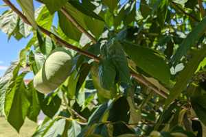 Sample Diagrams - Department of Horticulture