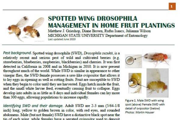 SPOTTED WING DROSOPHILA MANAGEMENT IN HOME FRUIT PLANTINGS - Integrated ...