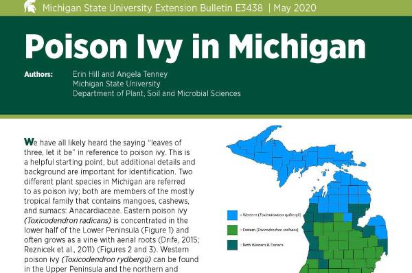Poison Ivy in Michigan - Plant & Pest Diagnostics