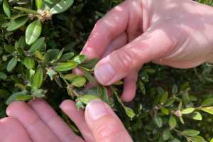 Safeguard against spreading the invasive box tree moth - Floriculture ...