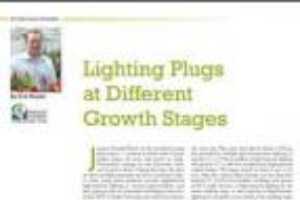 Lighting plugs at different growth stages - Floriculture & Greenhouse ...