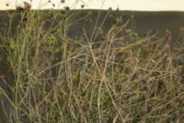 Verticillium wilt of Perennials - Plant & Pest Diagnostics