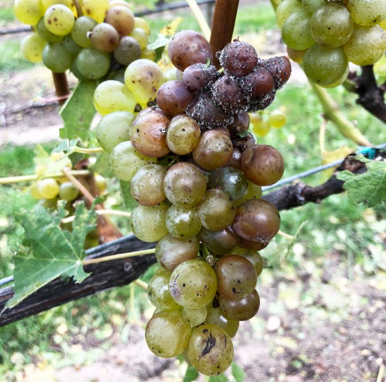 Critical practices to control late season grape diseases and the ...