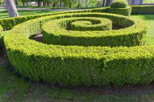 Beyond boxwood: Alternative landscape shrubs for Michigan gardeners ...