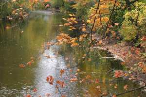Improving Stream Habitat in the Maple River Watershed - Institute of ...
