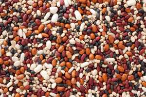 MSU research helping drive Michigan’s dry bean industry - AgBioResearch