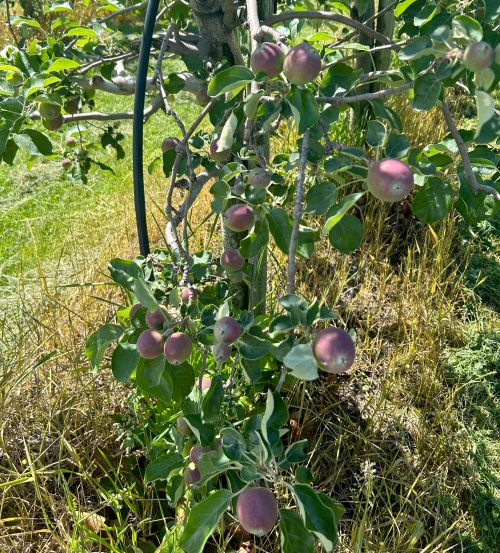 Grand Rapids area tree fruit update – June 4, 2024 - Fruit & Nuts