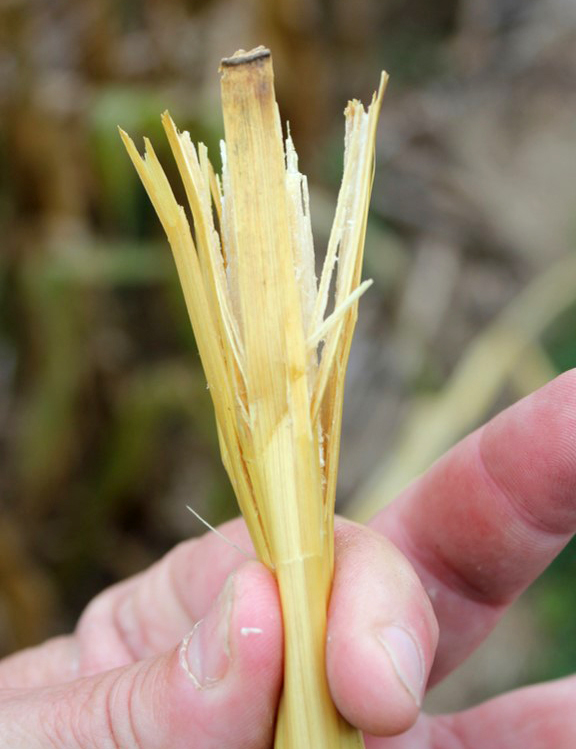 Check your southern Michigan corn fields for tar spot, lodged corn and ...