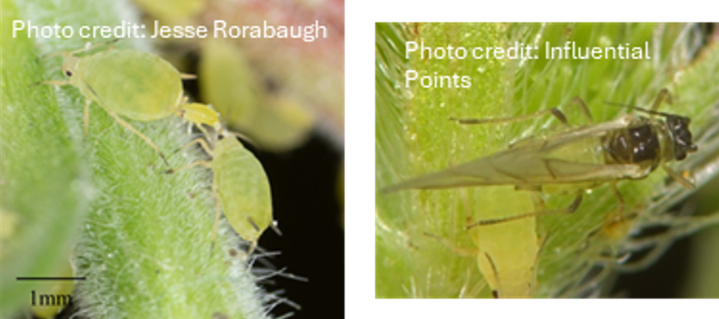 Managing Colonizing Aphids in Ware Potatoes - Vegetables