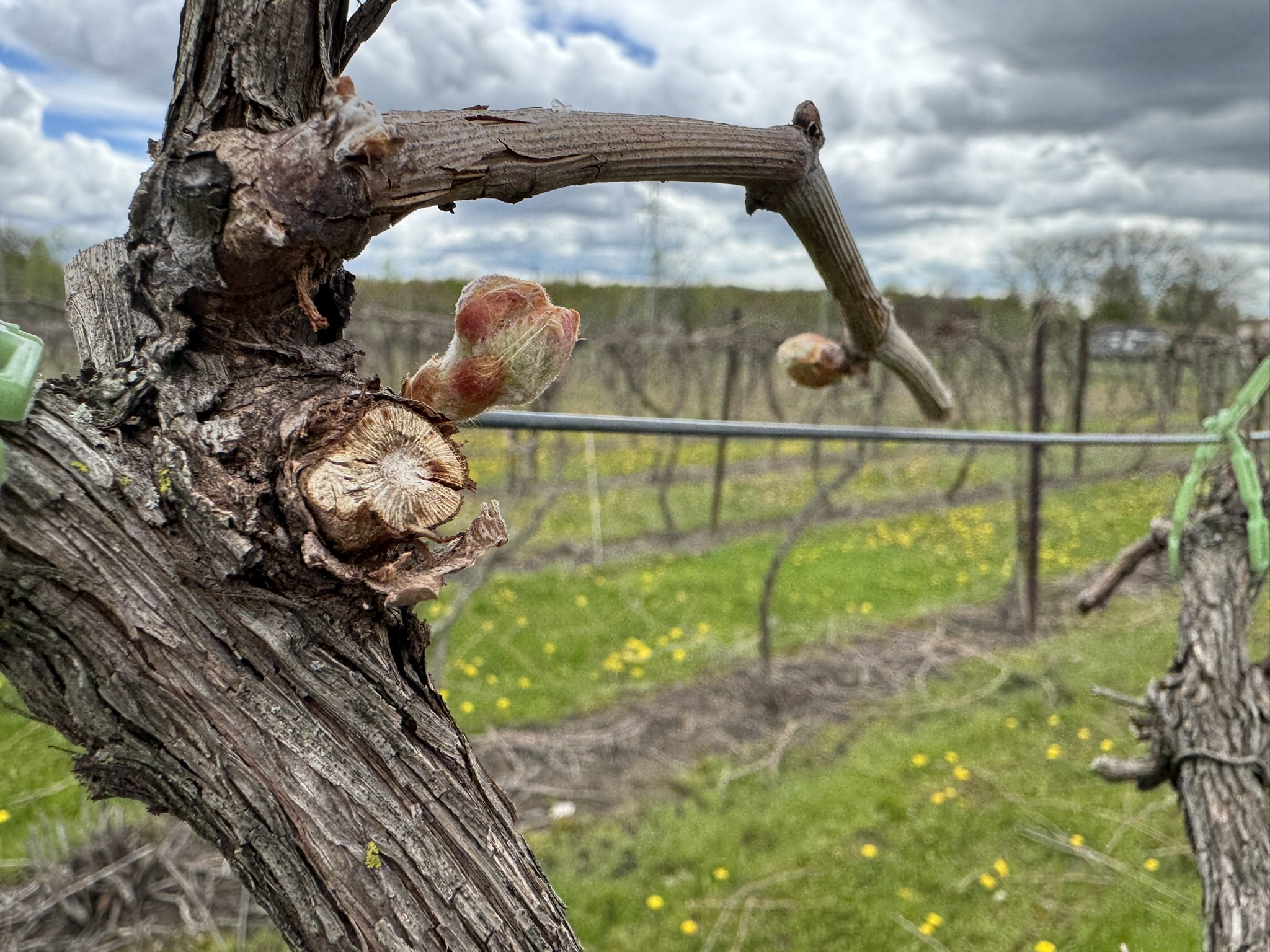 Michigan grape scouting report – May 4, 2026 - Grapes