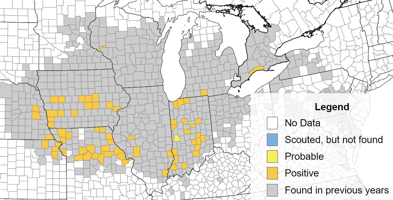 Managing tar spot in corn - Corn