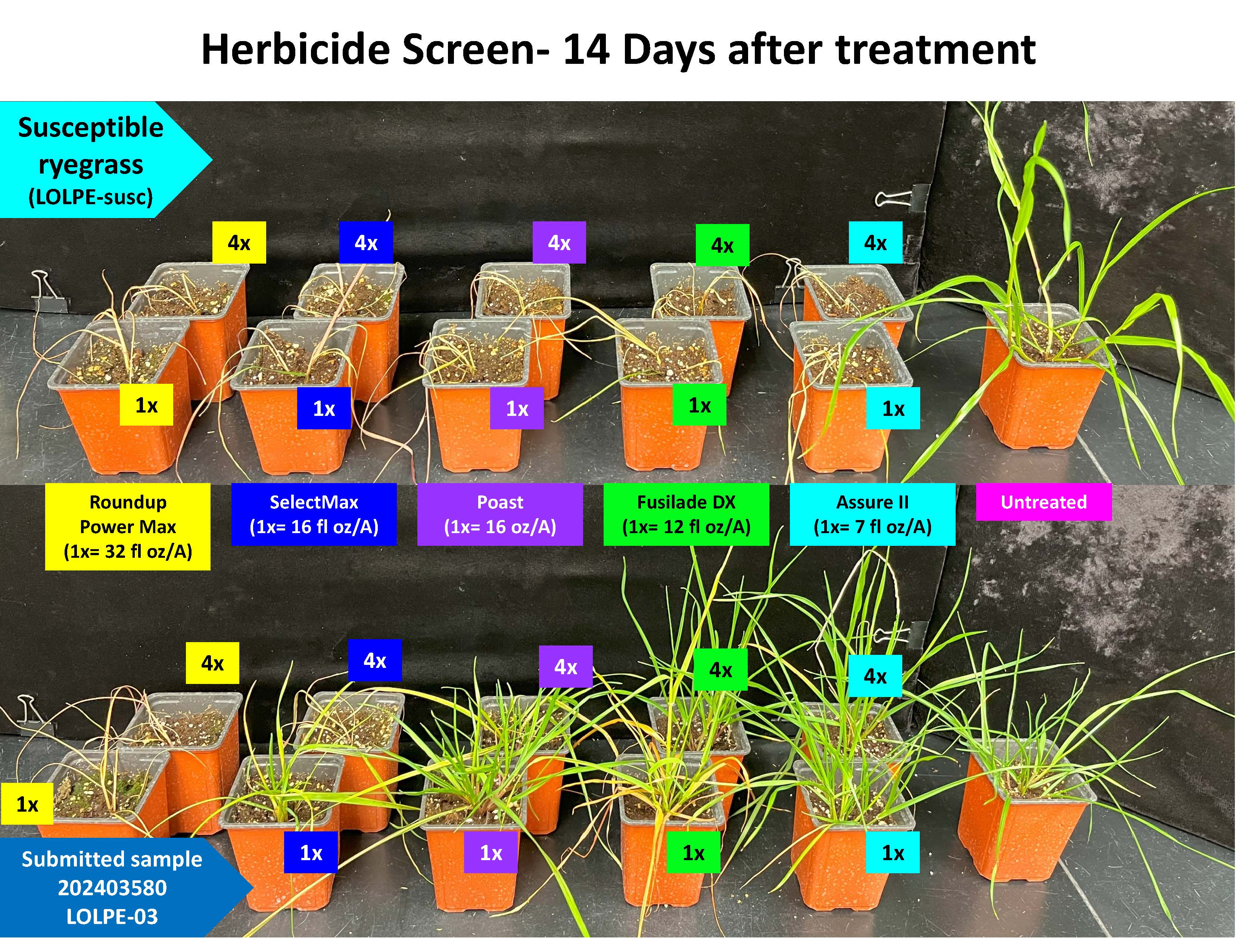 2025 Status of herbicide-resistant weeds in Michigan - Plant & Pest ...