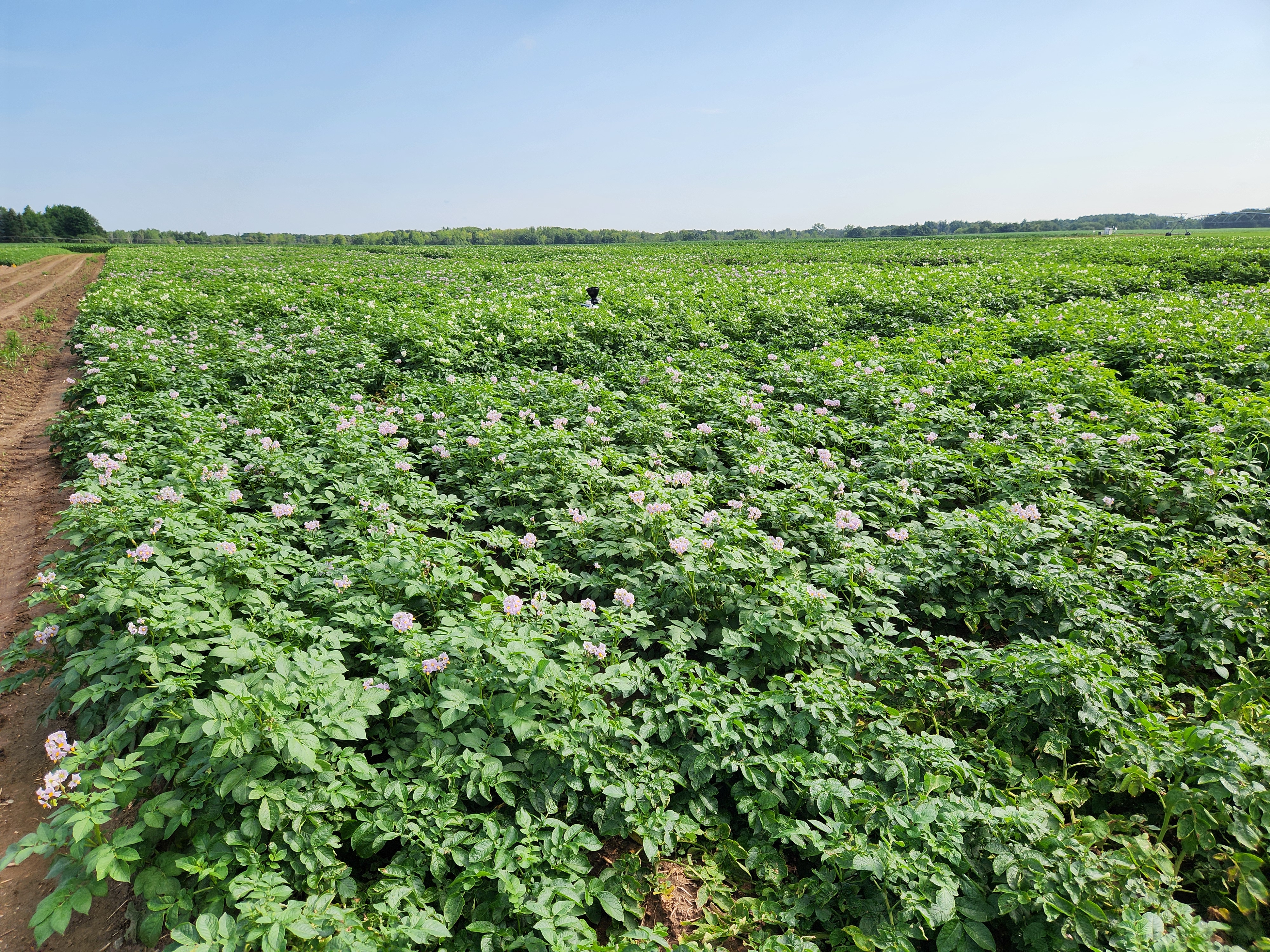 Michigan State University Extension and Michigan Potato Industry ...