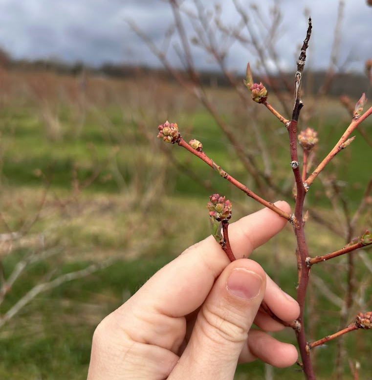 Southwest Michigan fruit update – April 22, 2025 - Fruit & Nuts