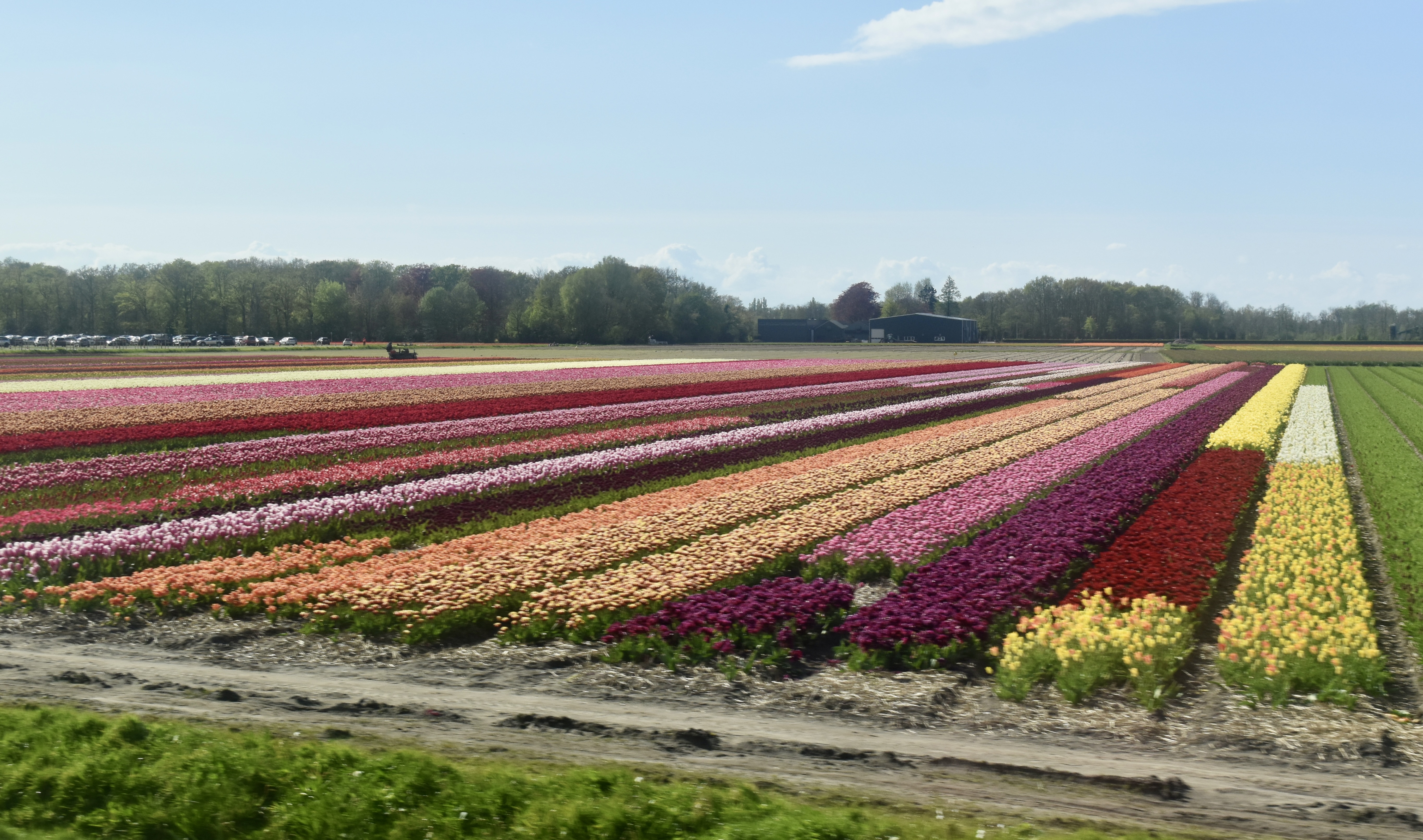 The tulip craze: Origins of the tulip - Floriculture & Greenhouse Crop ...