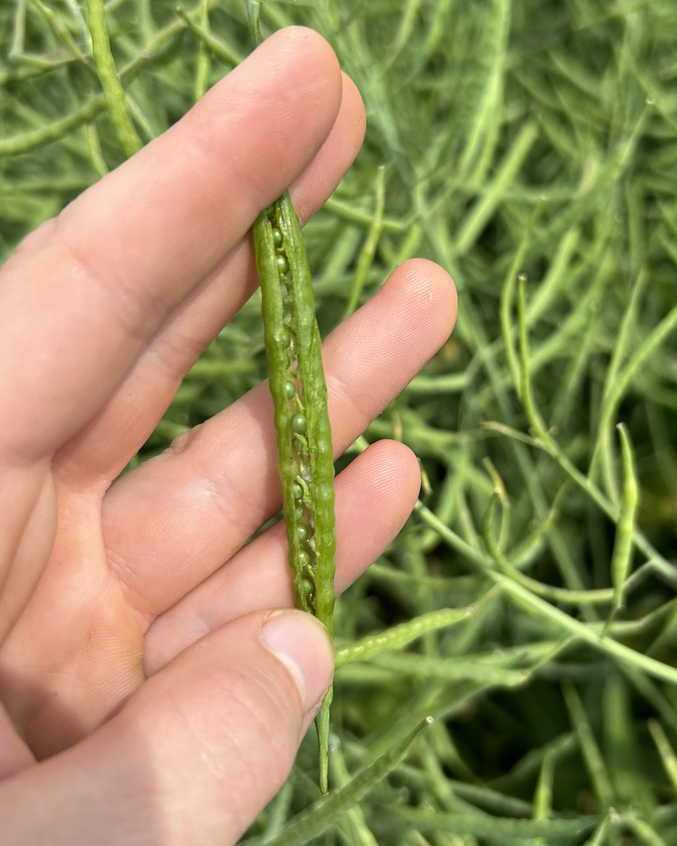 Michigan canola harvest 2025 wraps up - Field Crops
