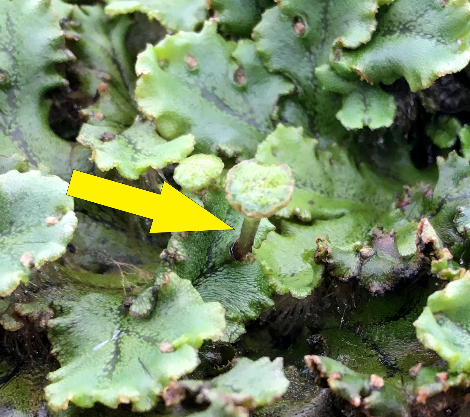 Identifying and managing liverwort in Michigan nurseries and ...