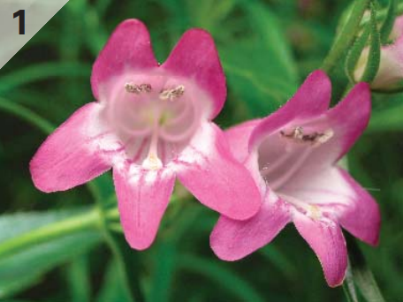 Production tips for top performers: Penstemon - Floriculture ...