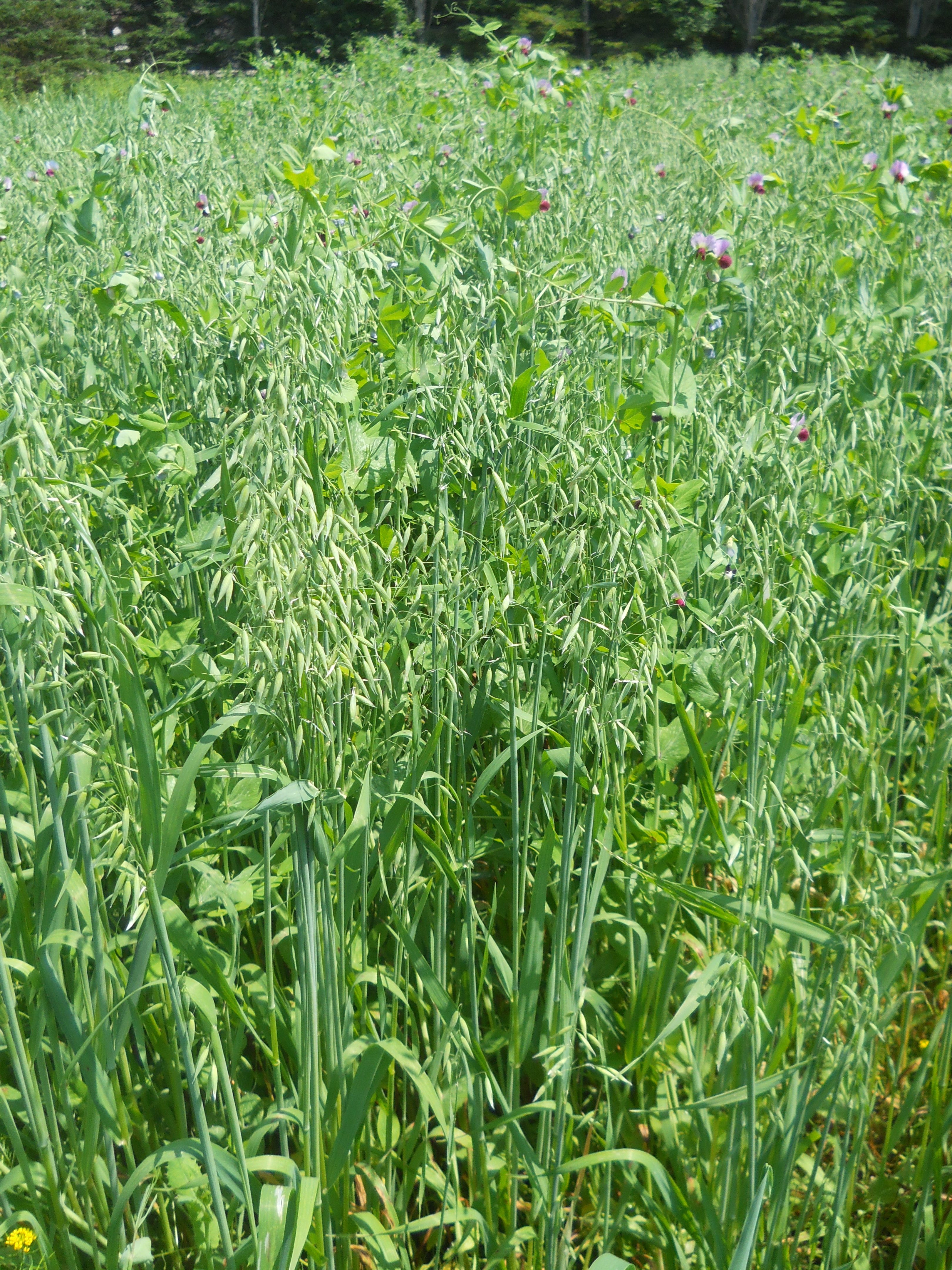 When should I harvest my small grain forage? - Forages