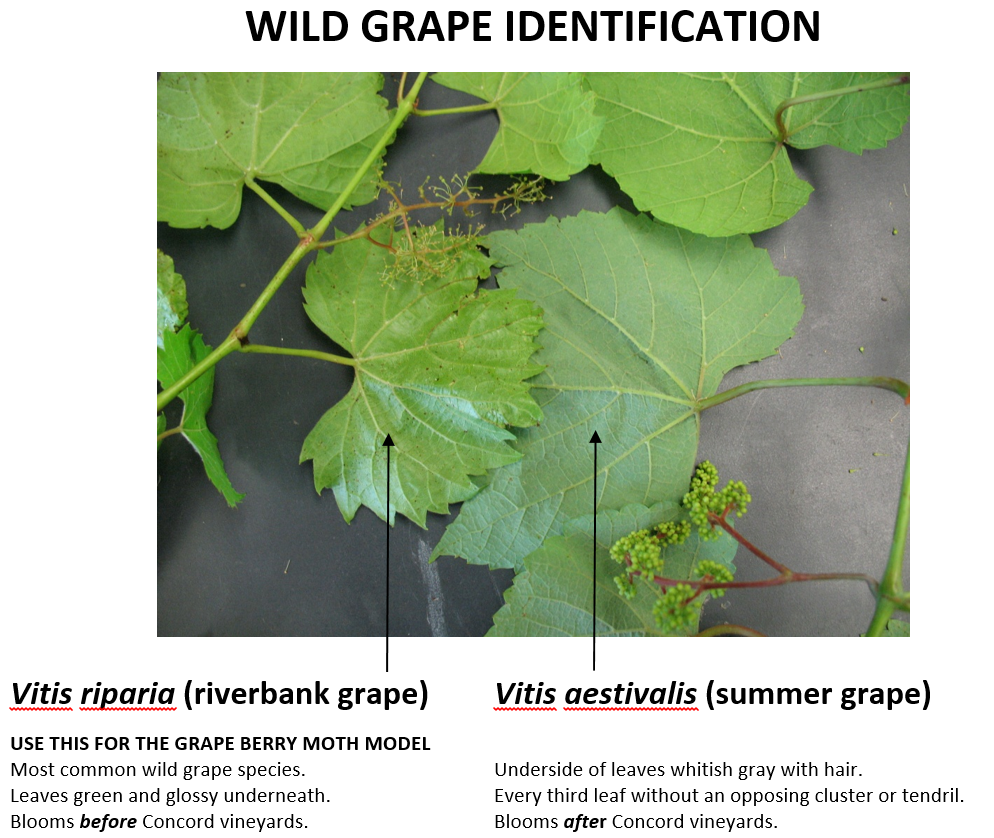 Using the MSU Enviroweather grape berry moth model in 2018 - Grapes