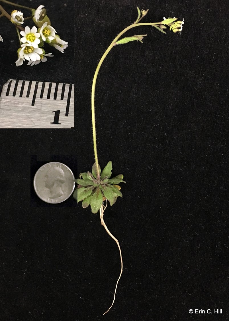 Spring blooming lawn and garden weeds: A focus on winter annual ...