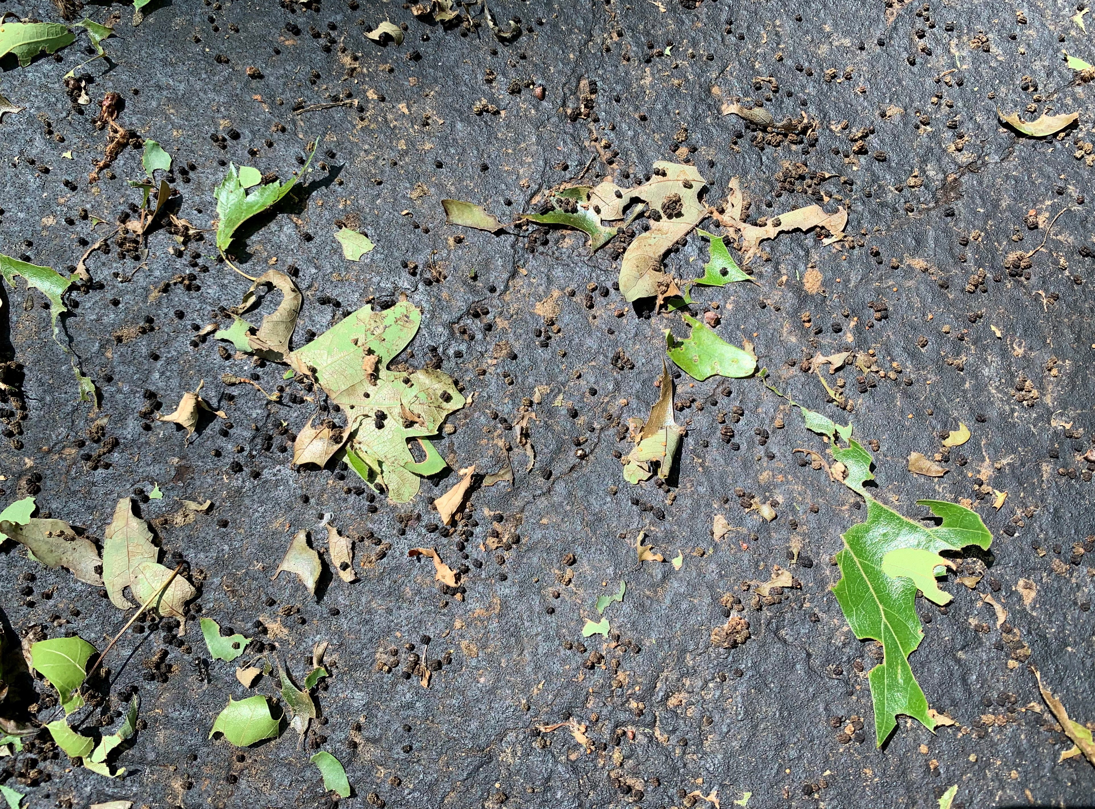 Spongy moth outbreaks in Michigan - Landscaping
