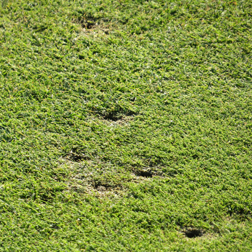 Fall armyworm damage on putting greens - Turf