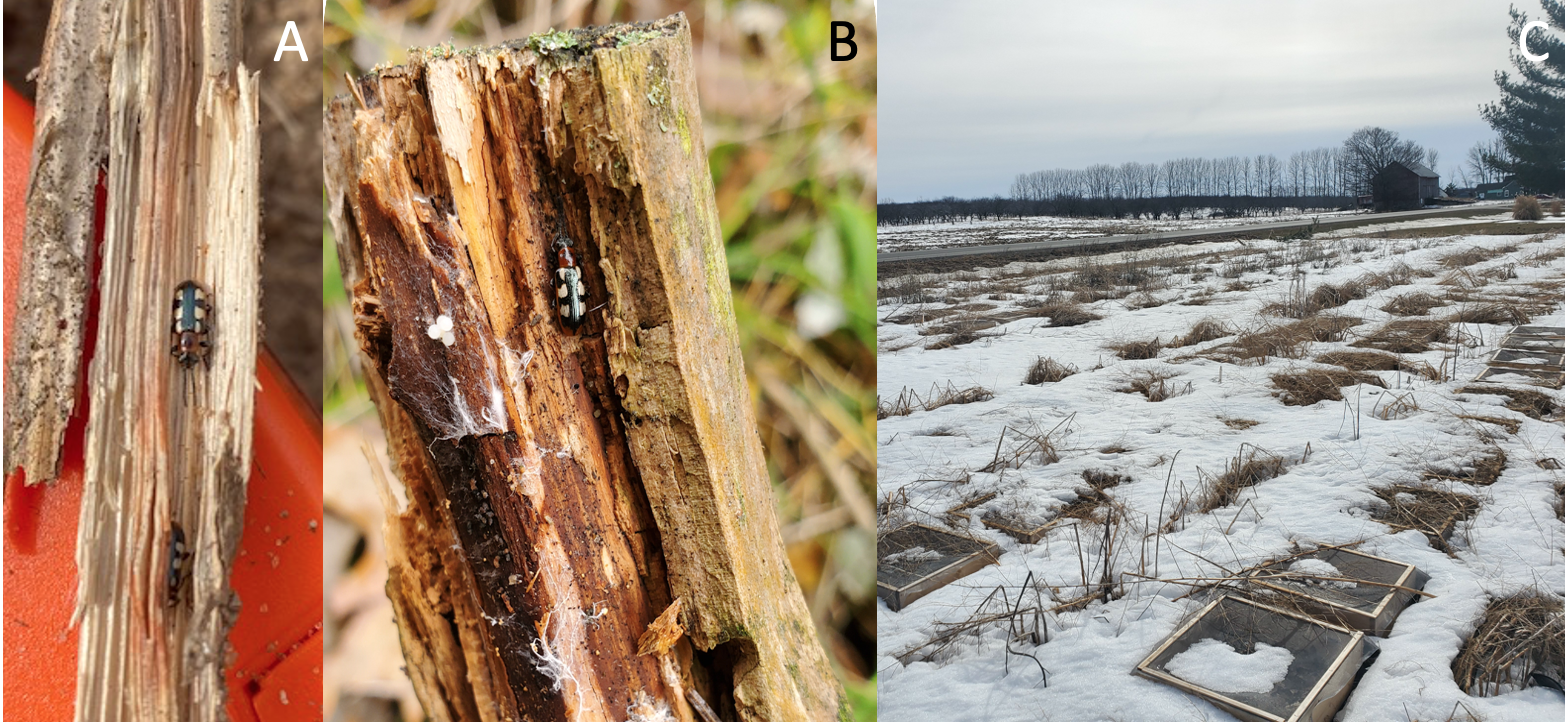 Asparagus beetles: Where are they overwintering? - Vegetables